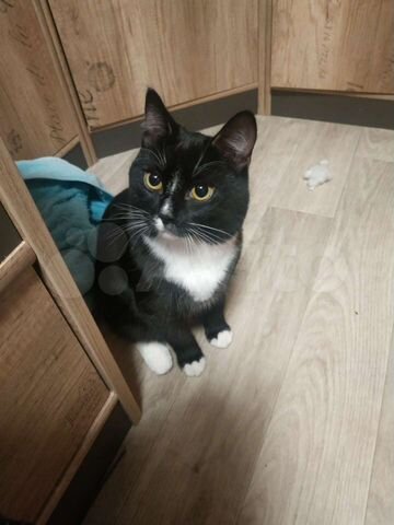 Кот